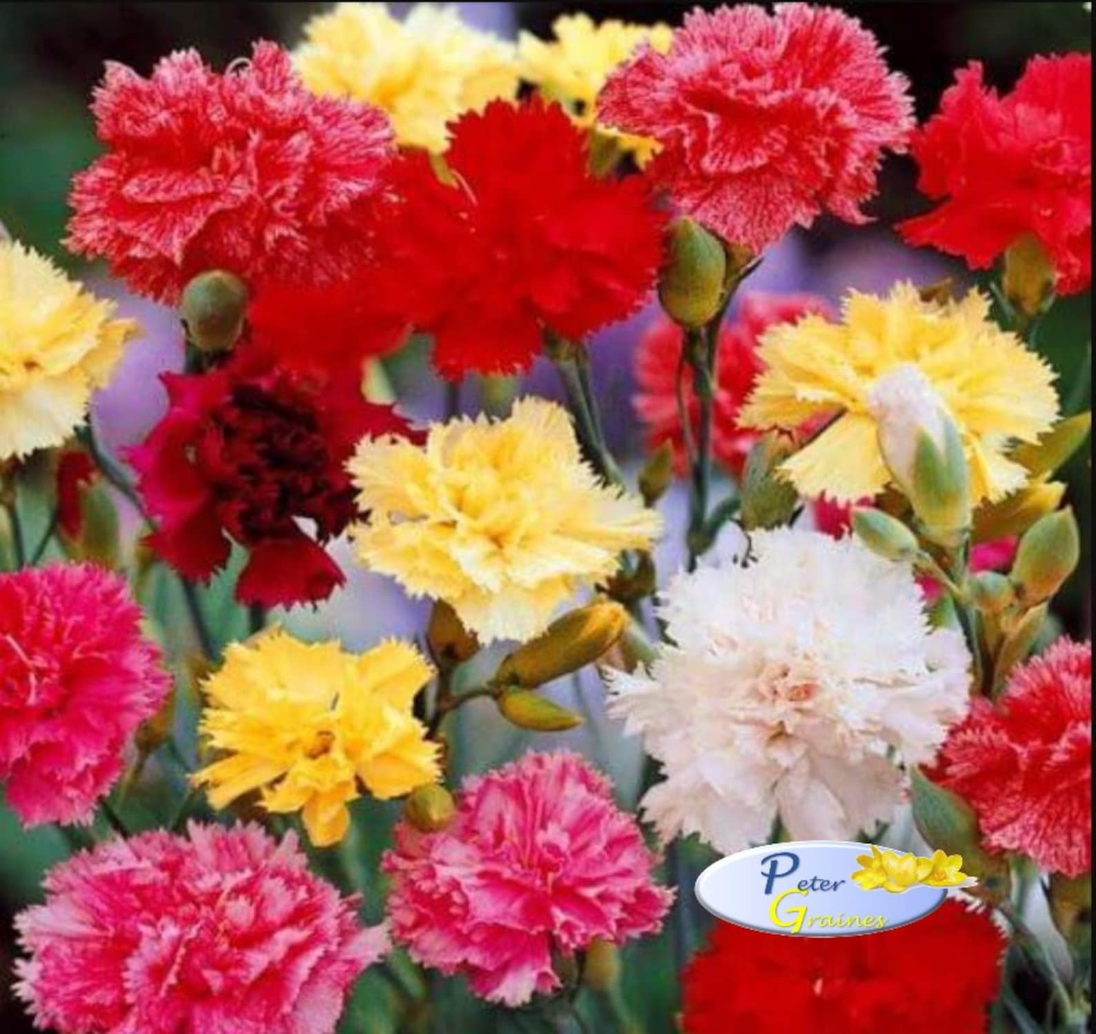 Carnation Chabaud mix Clove Pink Grenadin Double Mix Seeds | Etsy