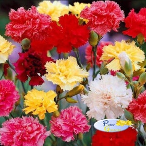 Carnation Chabaud mix Clove Pink Grenadin Double Mix Seeds | Etsy