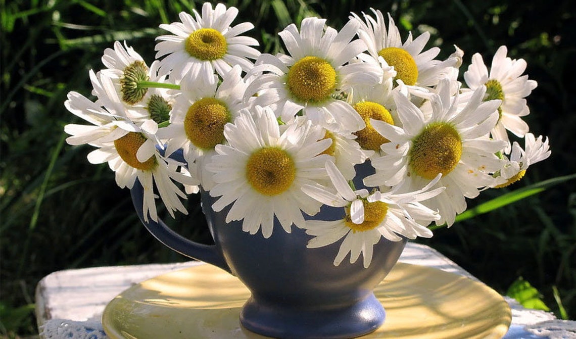 Alaska Daisy Seeds Leucanthemum Maximum alaska Shasta Daisy | Etsy