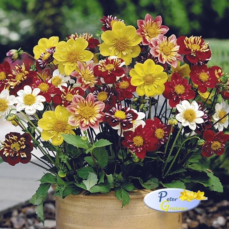 Dahlia Dandy Mix Seeds Dahlia Variabilis Annual Flower - Etsy Canada