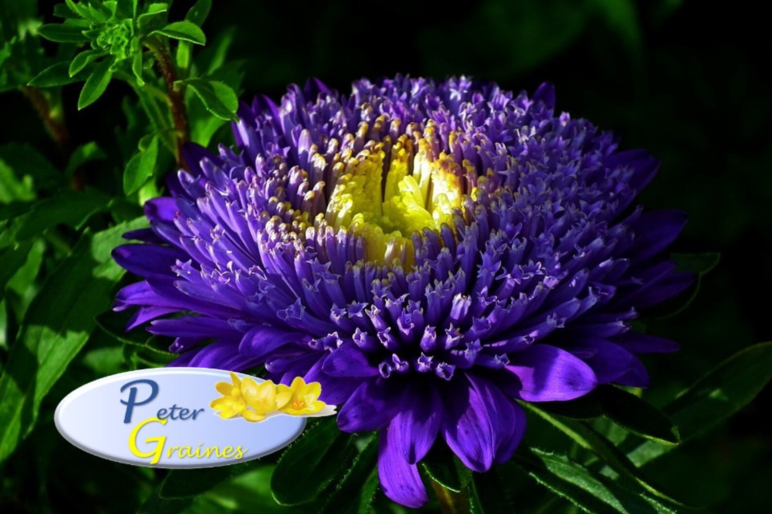 Pompon Aster Seeds Pompon Aster Sapphire Callistephus | Etsy