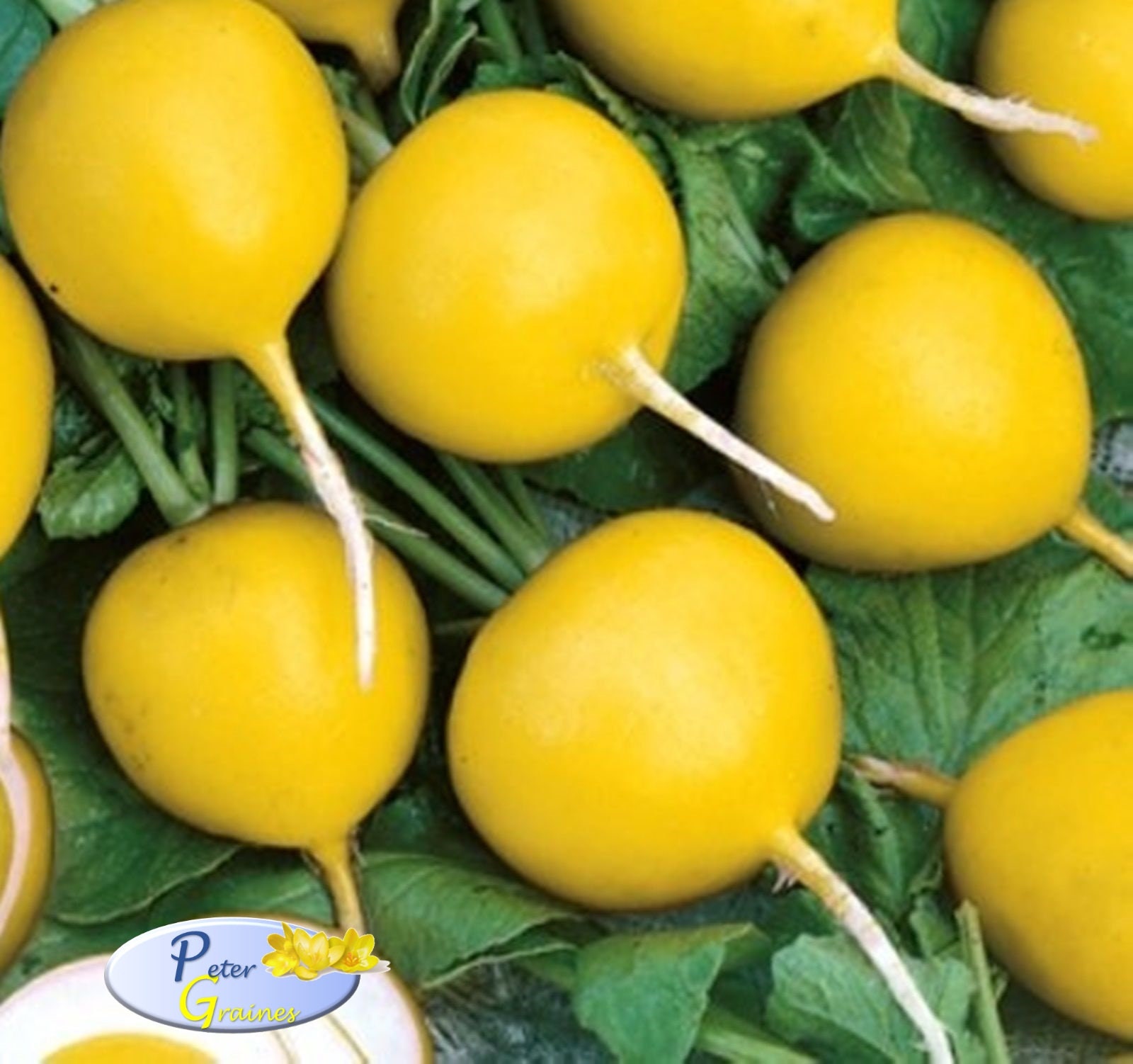 Yellow Radish Zlata Vegetable Seeds NON GMO Easy to Grow - Etsy