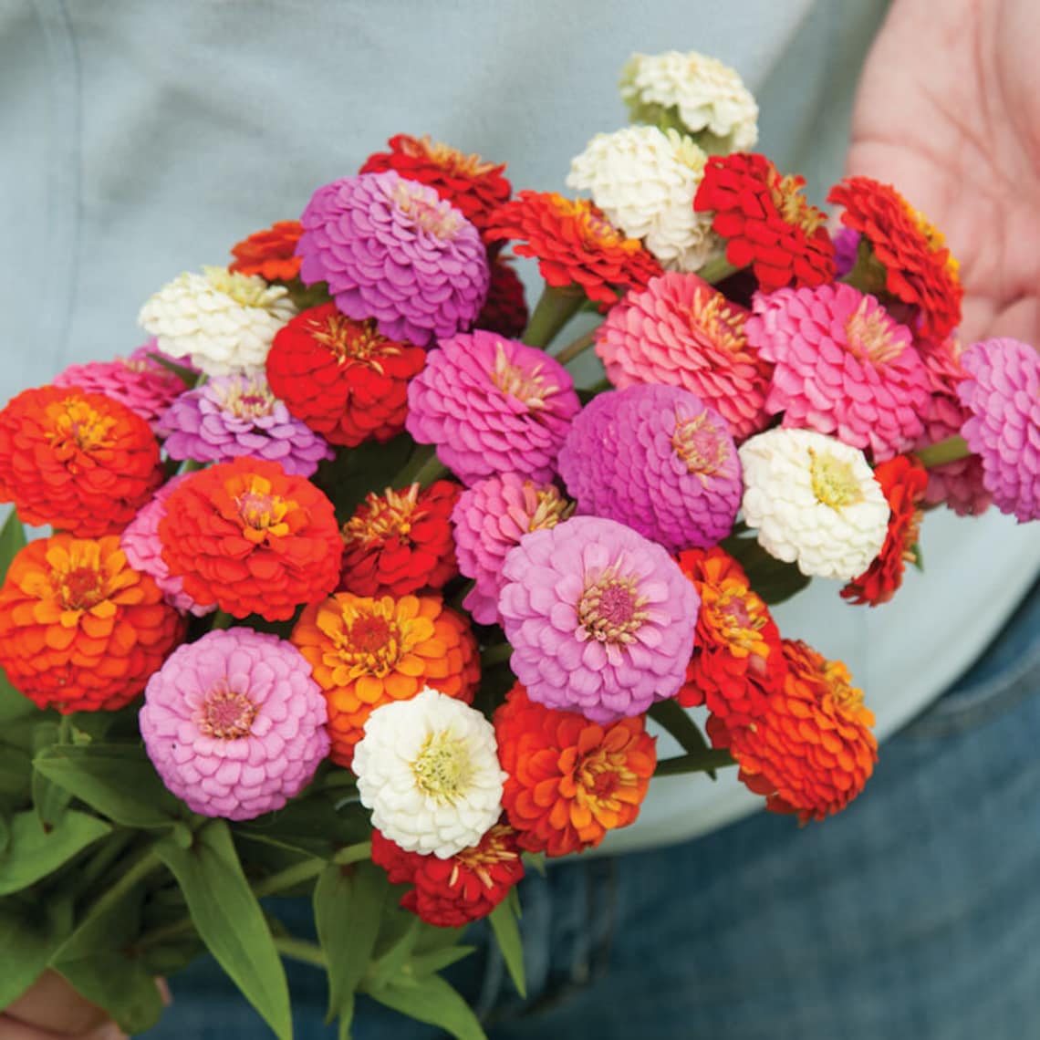Dwarf Zinnia Liliput Seeds Zinnia Elegans Annual Flower - Etsy Canada