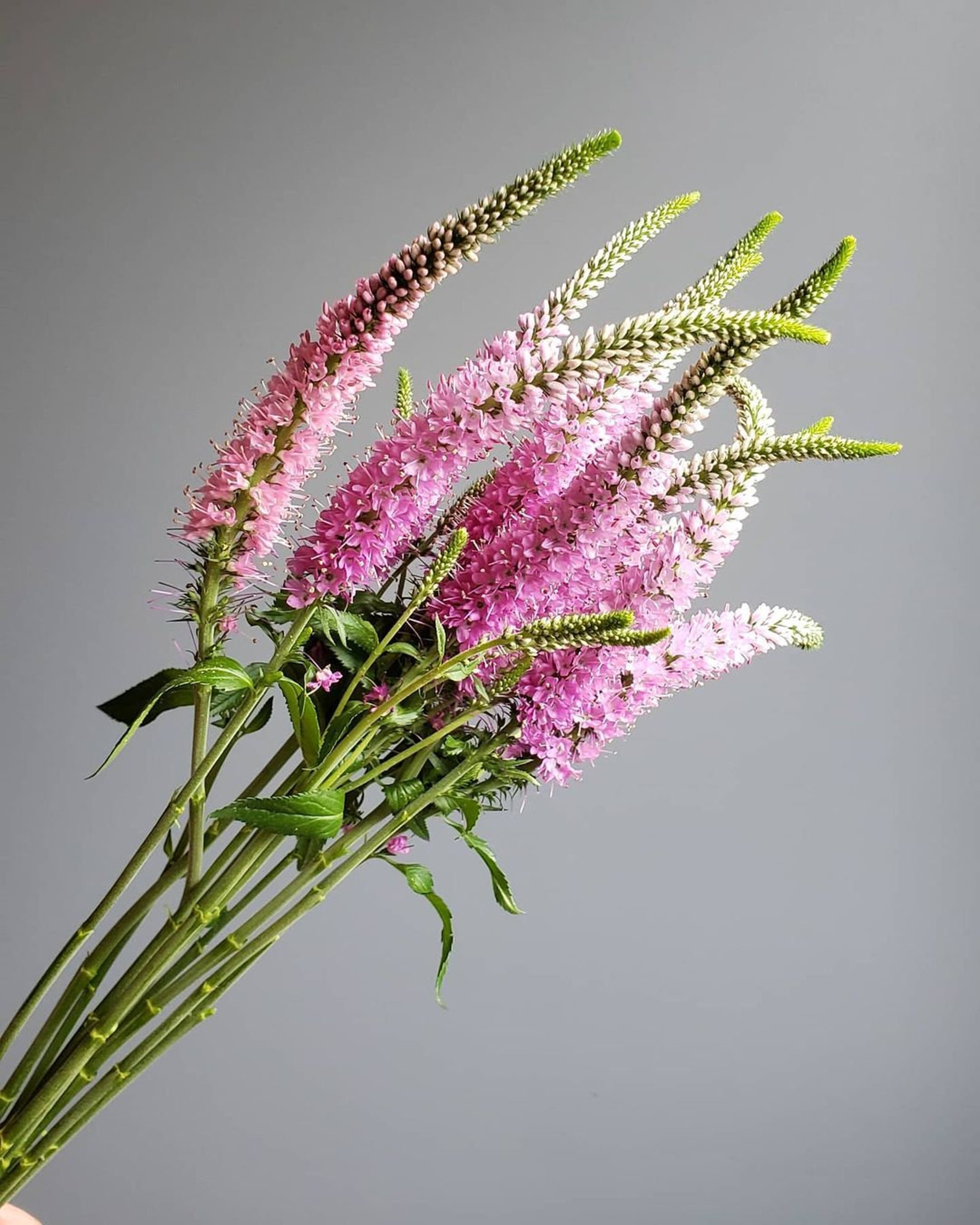 Veronica Spicata Mix Seeds Veronica Longifolia Seeds - Etsy Canada