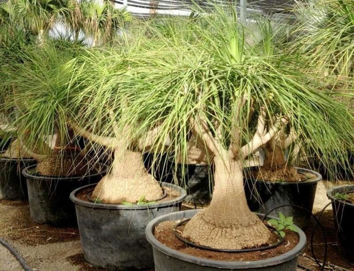 Bottle Tree Seeds Elephants Foot Ponytail Palm Seeds | Etsy