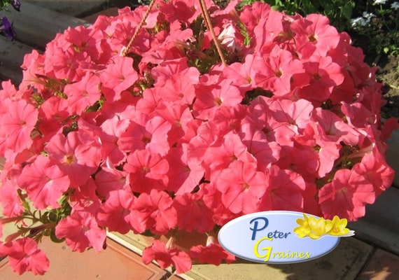 Seeds Pink Petunia Raduga Rainbow petunia X Hybrind Fresh - Etsy