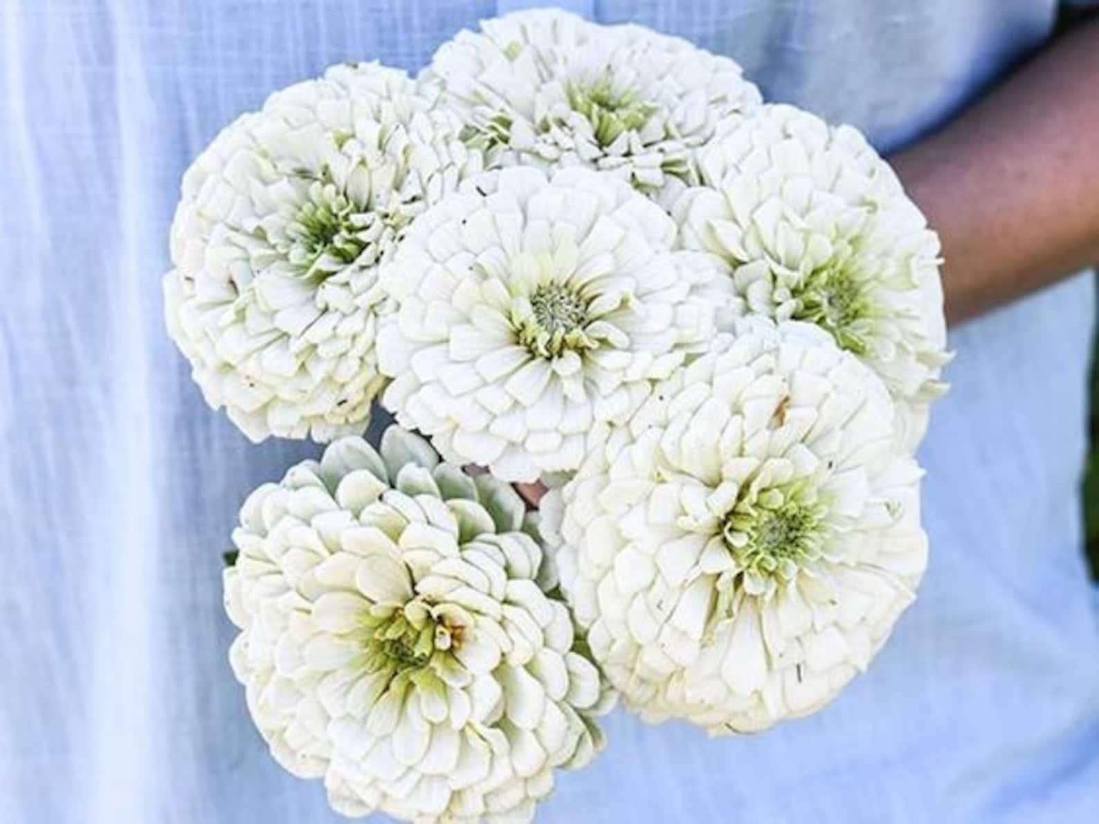 White Zinnia Polar Bear Seed Heirloom Zinnia Seeds Annual - Etsy Canada