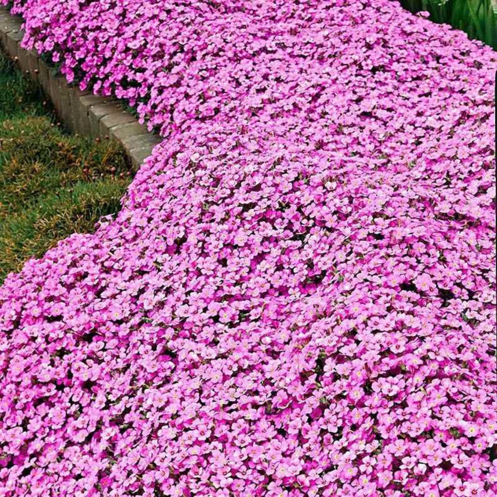 Aubrieta Pink Seeds Pink Rock Cress Perennial Flower Seeds | Etsy