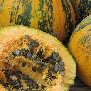 Pumpkin Kakai -pumpkins Hulless Dana Seeds - Heirloom - Vegetable Seeds - NON GMO - Organic ...