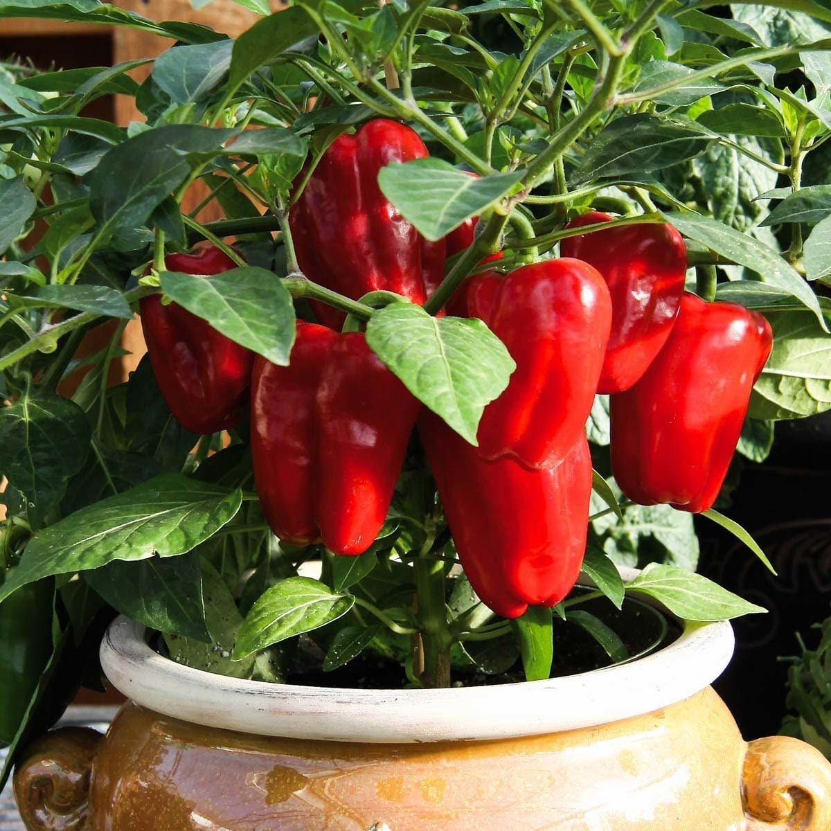 Sweet Red Pepper Indoor F1 Seeds Heirloom Vegetable Seedd - Etsy
