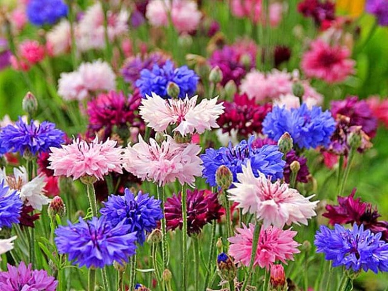 Cornflower Seeds Dwarf Polka Dot Mix Seeds cornflower Double | Etsy