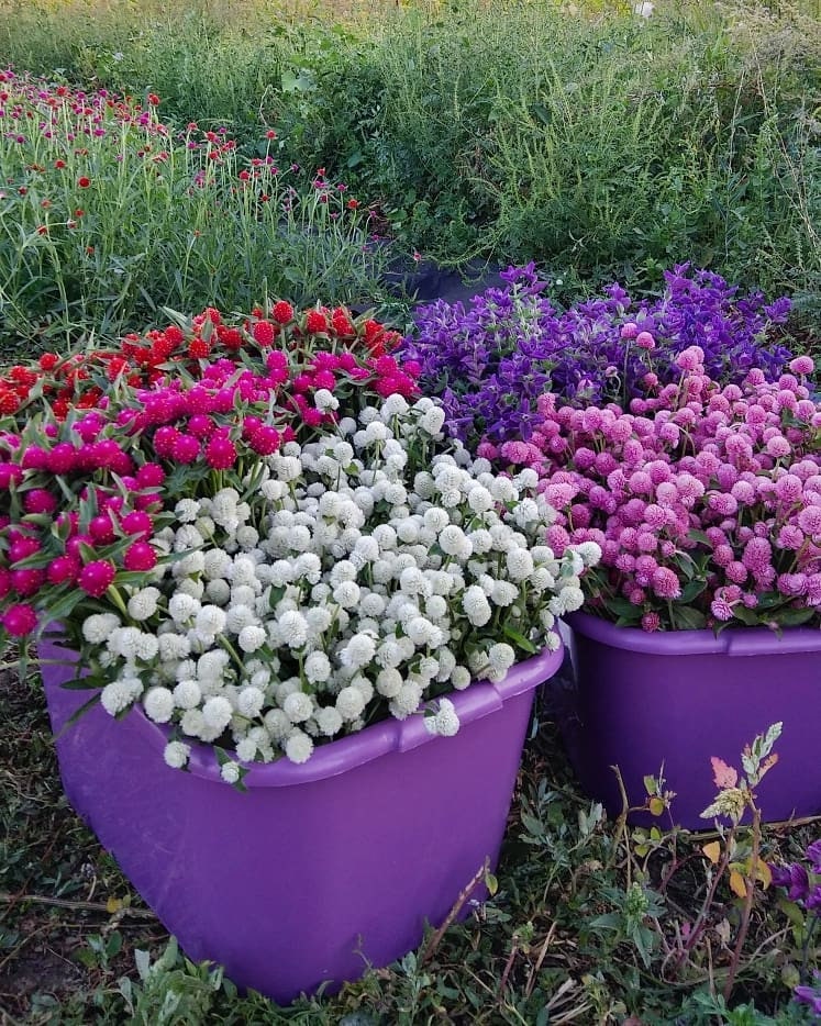 Globe Amaranth Sunset Mix Seeds Gomphrena Haageana Globe | Etsy