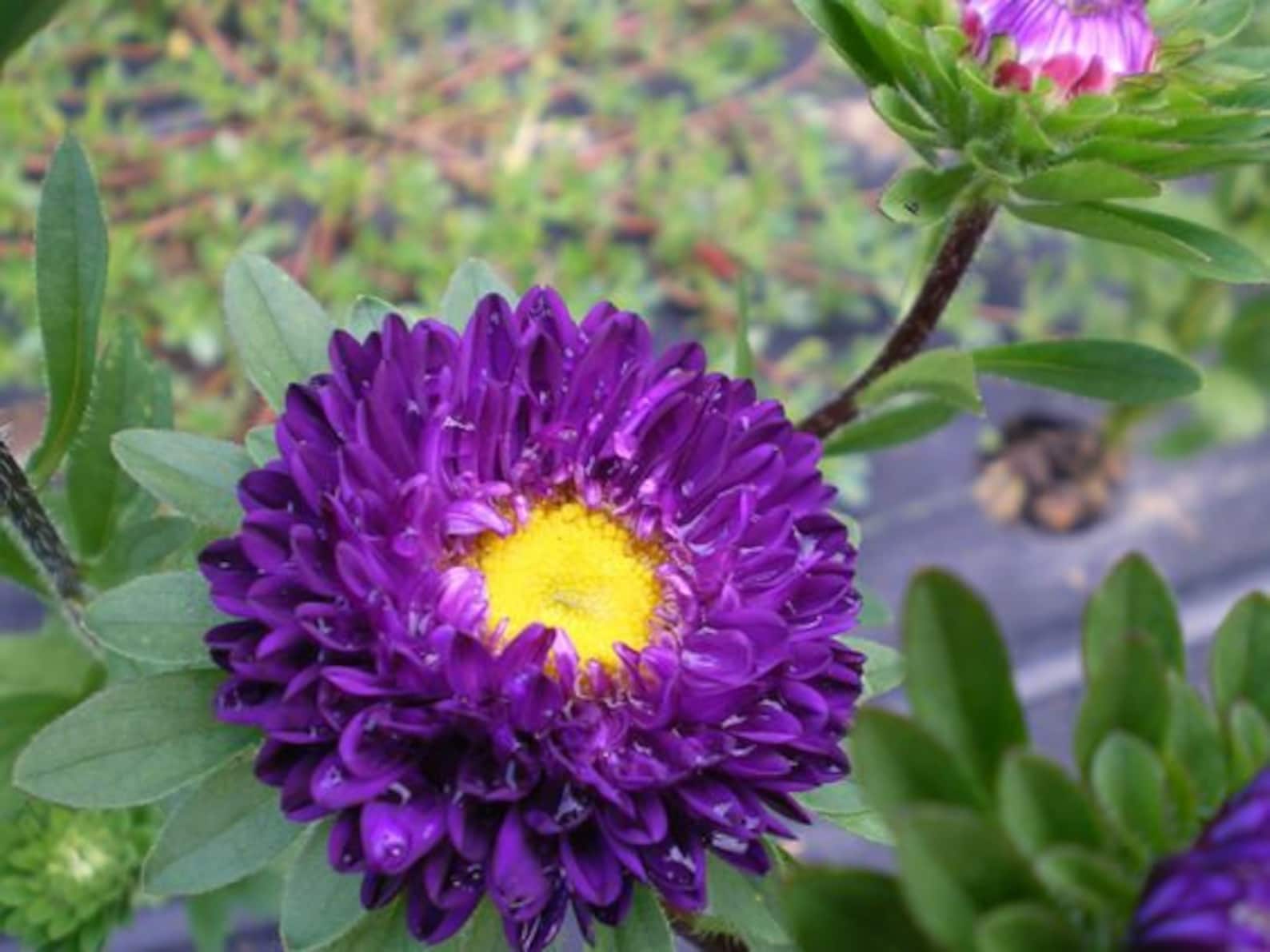 China Aster Valkyrie Pompon Purple China Aster - Etsy UK