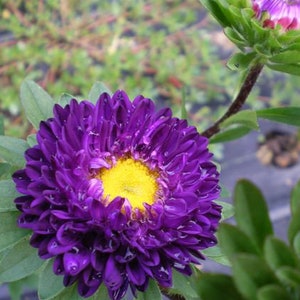 China Aster Valkyrie Pompon Purple China Aster | Etsy