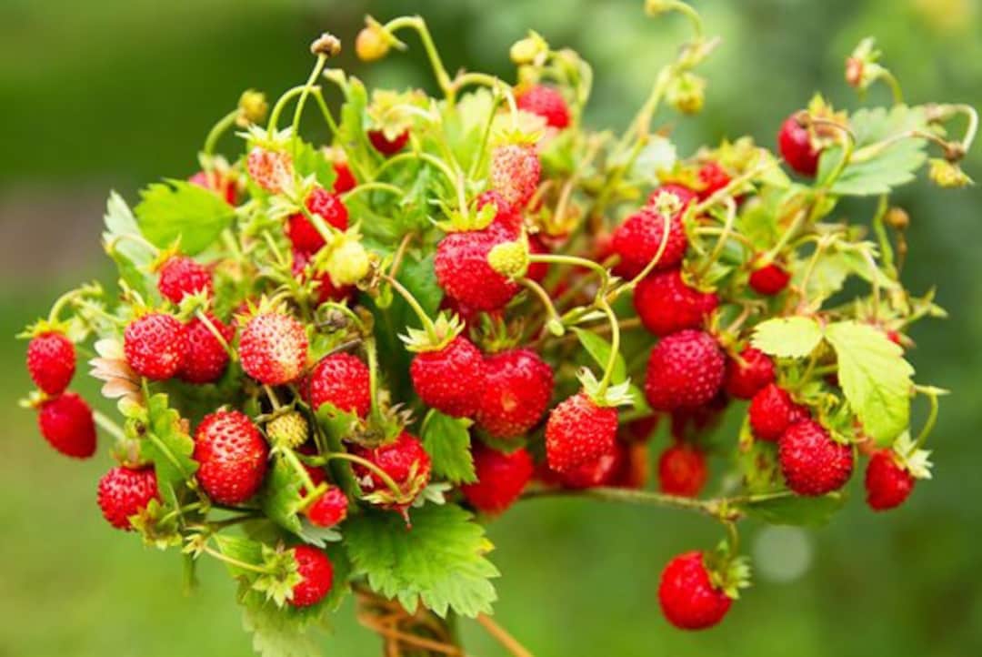 Alpine Strawberry Forest Fairy Seeds - METSA MUINASJUTT - Natürliches ...