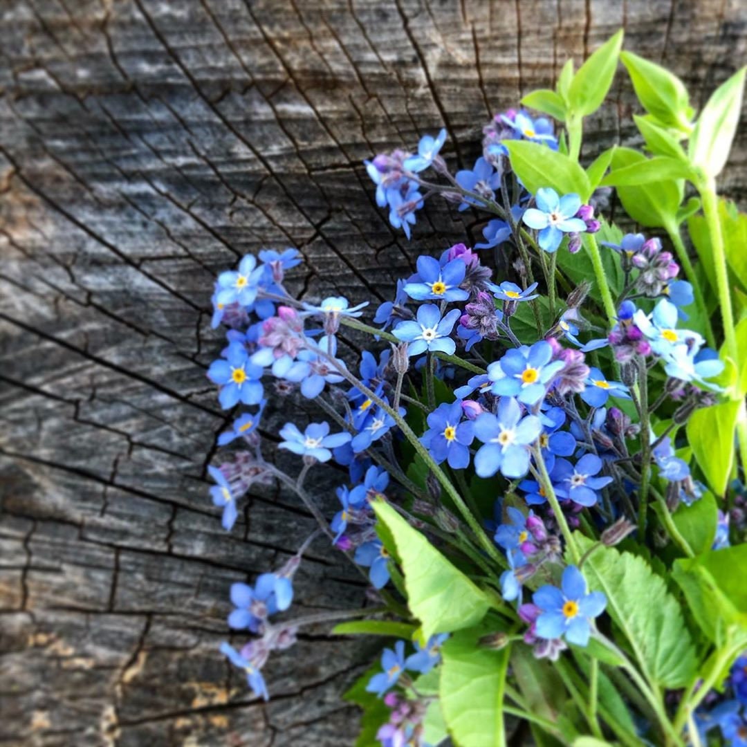 Alpine Forget Me Not Mixed Seeds Myosotis alpestris | Etsy