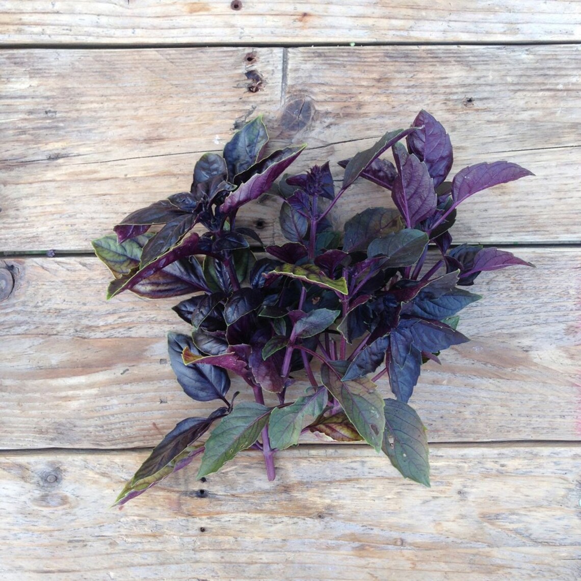 Basil Red Rubin Seeds Ocimum Basilicum Vegetable Seeds | Etsy