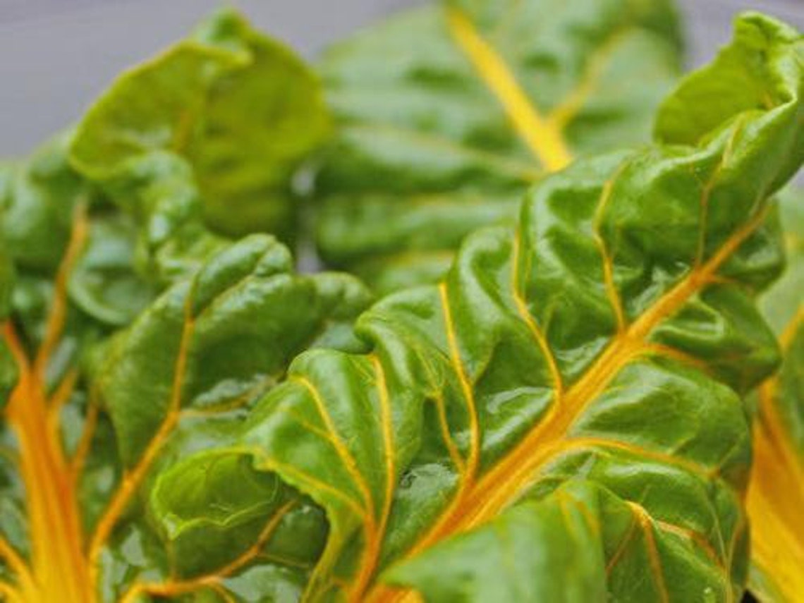 Yellow Chard Seeds Eldorado Chard Seeds Mangold Seeds | Etsy