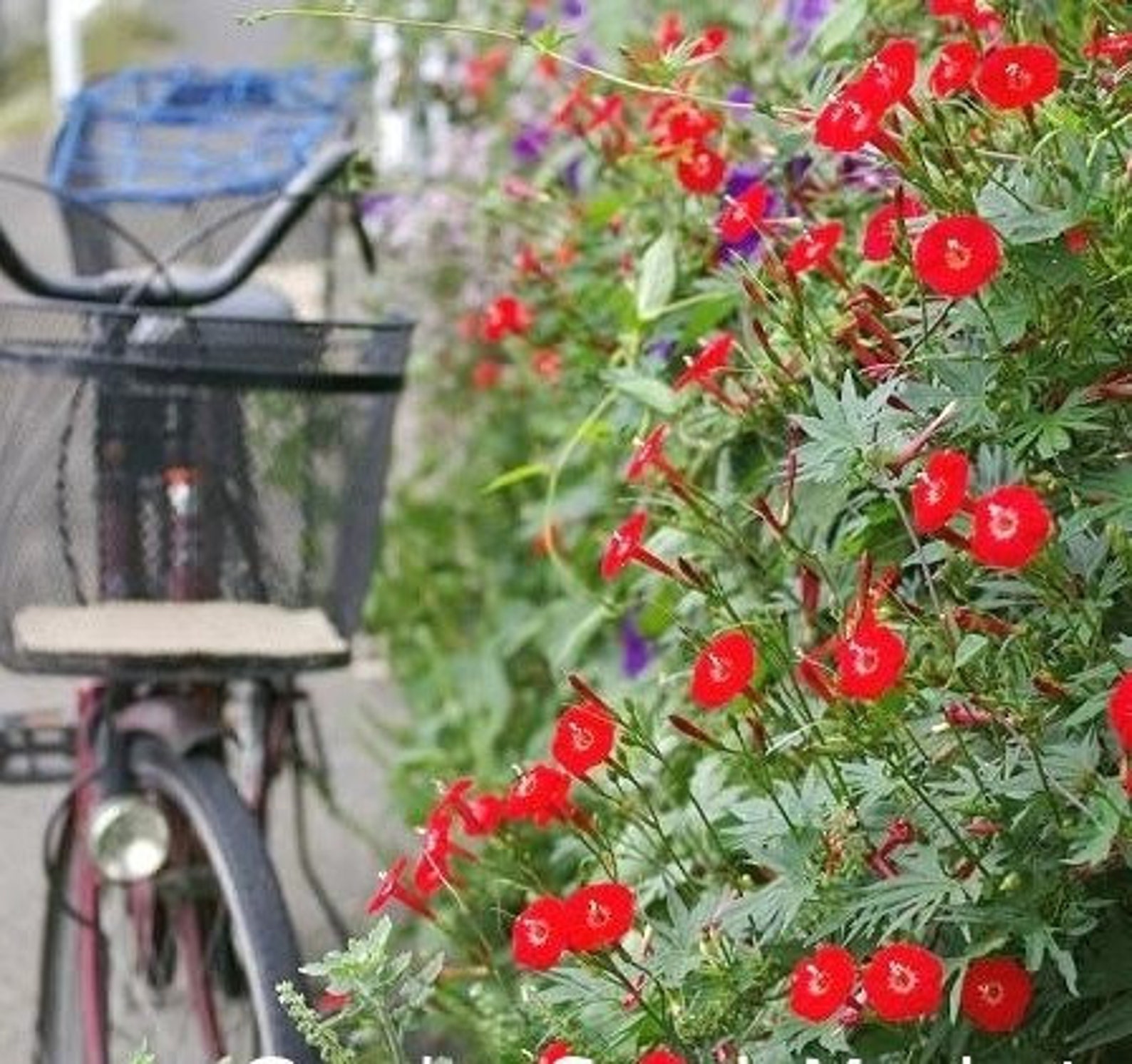 Cypress Vine Red Seeds Ipomoea Pennata Red Quamoclit | Etsy