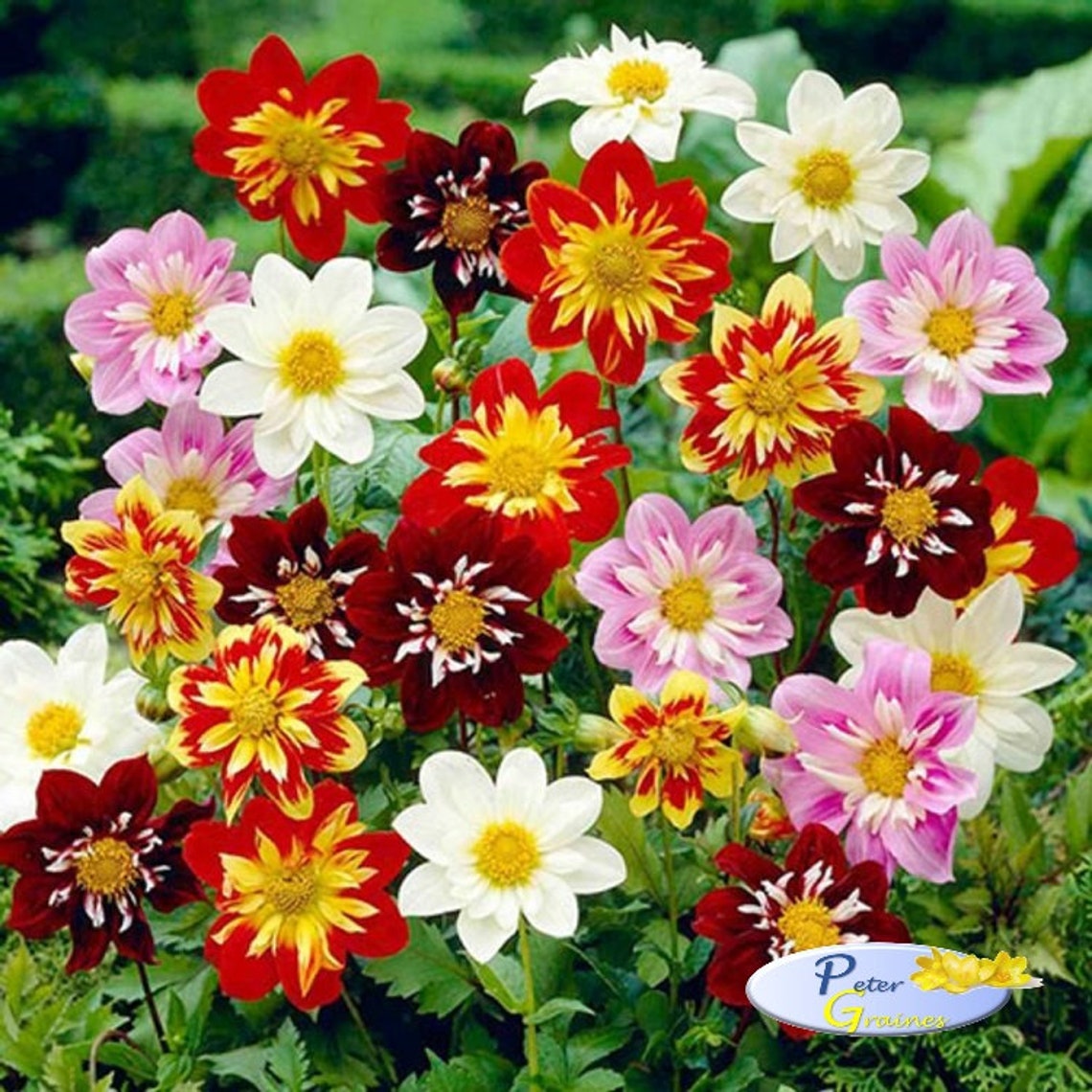 Dahlia Dandy Mix Seeds Dahlia Variabilis Annual Flower - Etsy Canada