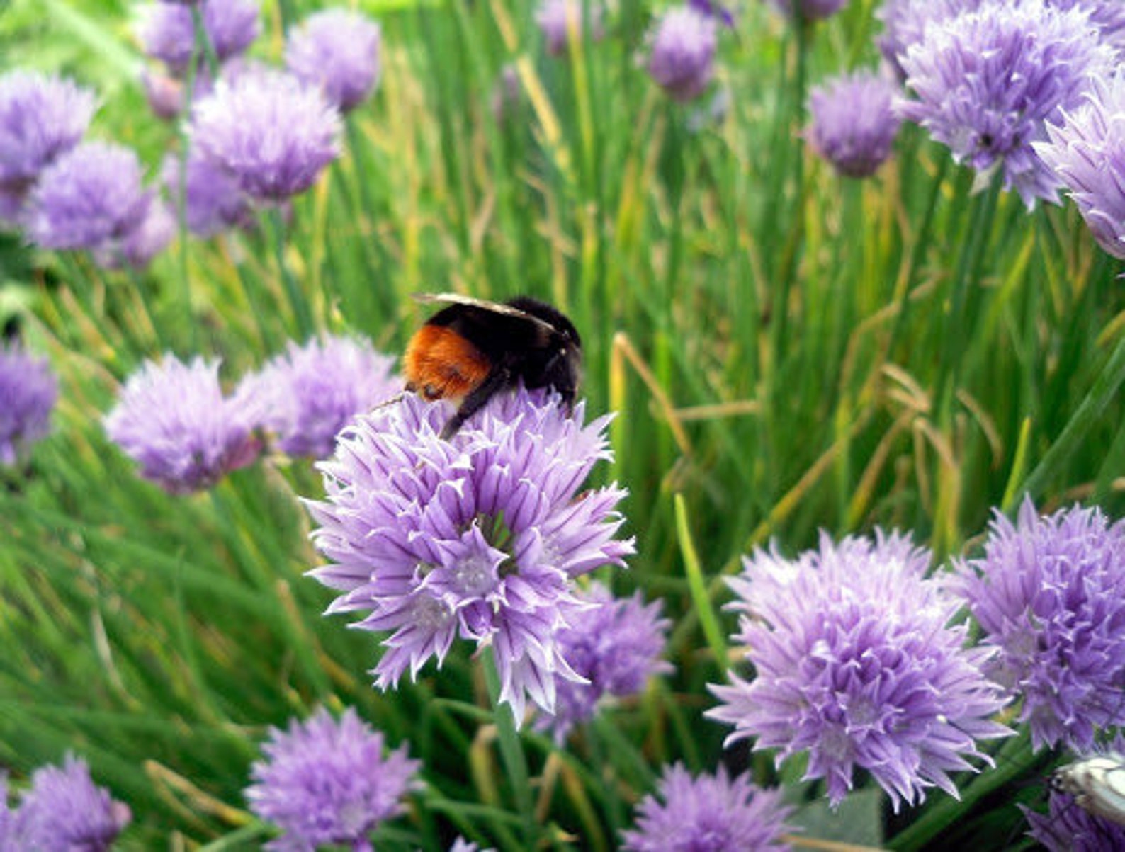 Rare Seeds Chives allium Schoenoprasum Organic Heirloom | Etsy