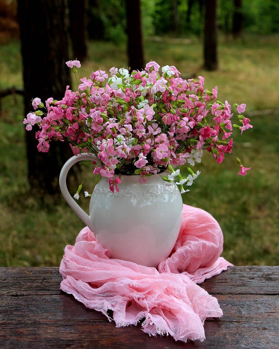 Rock Soapwort Seeds Flower Seeds Tumbling Ted Saponaria - Etsy UK