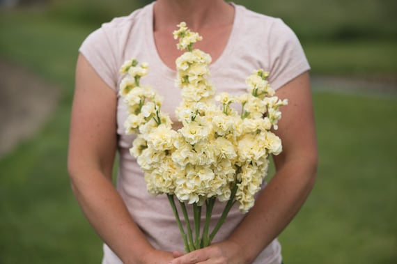 Pale Yellow Stock Flower