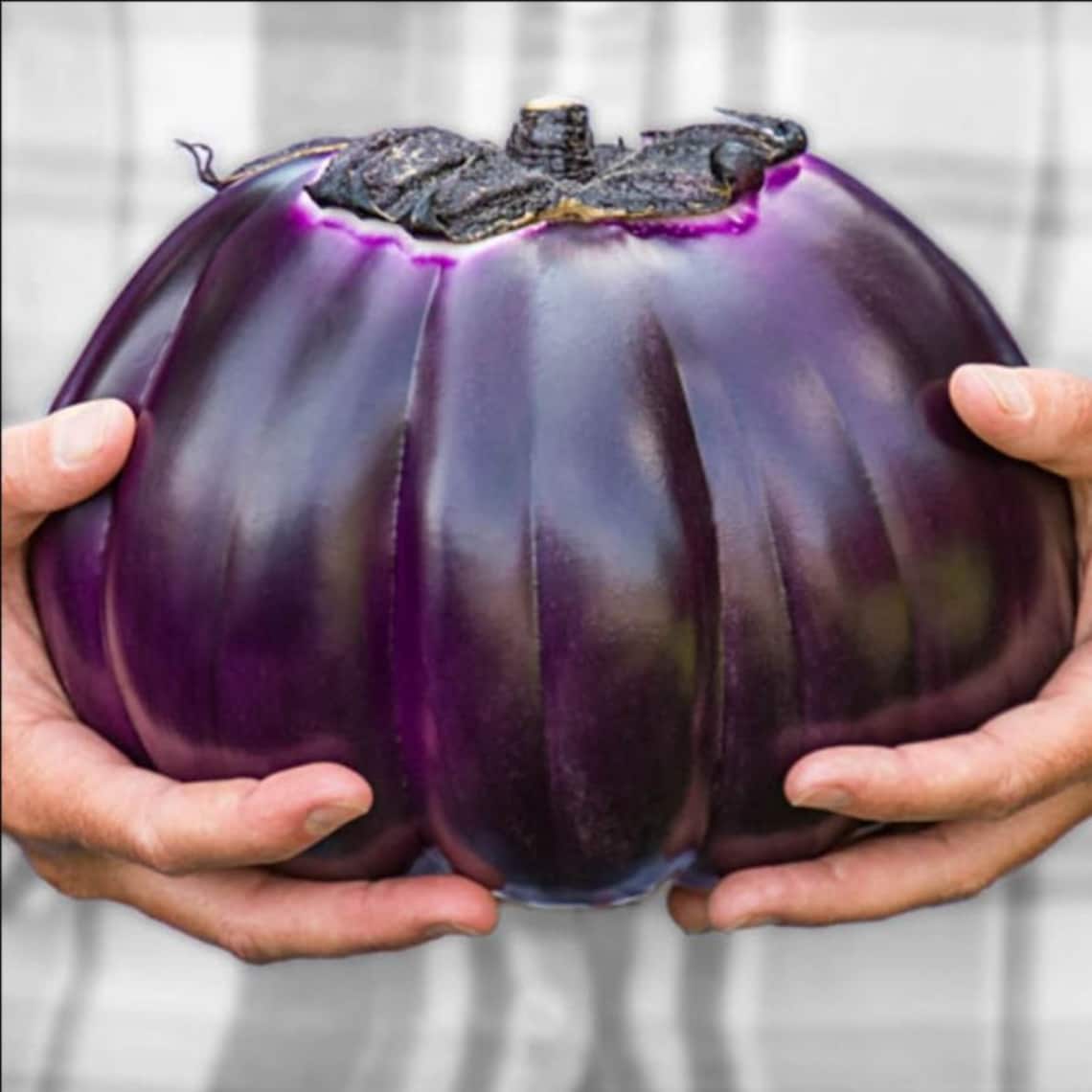 Natural Giant Eggplant Helios seeds Organically Grown | Etsy