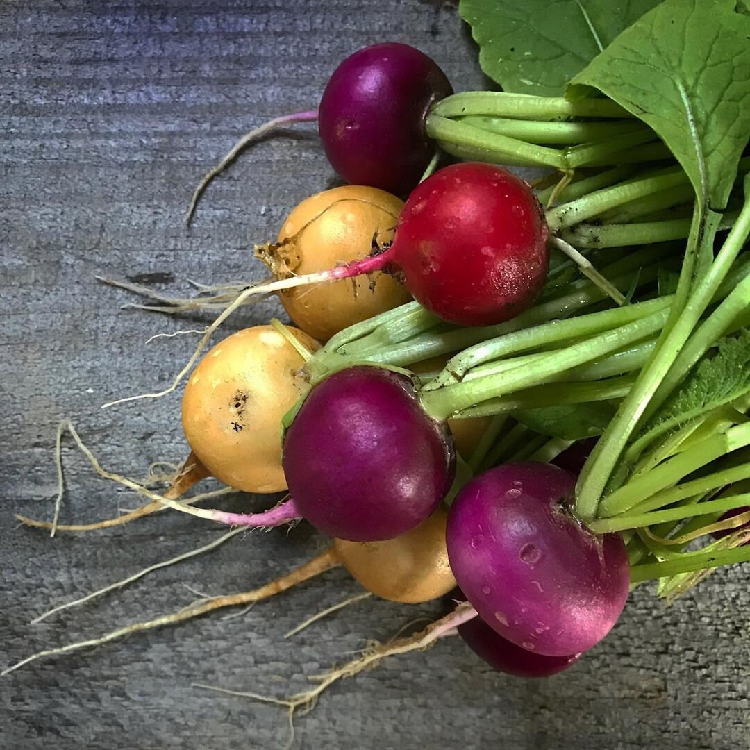 Rainbow Radish Seeds Radish Chupa Chups Seeds Heirloom - Etsy 日本