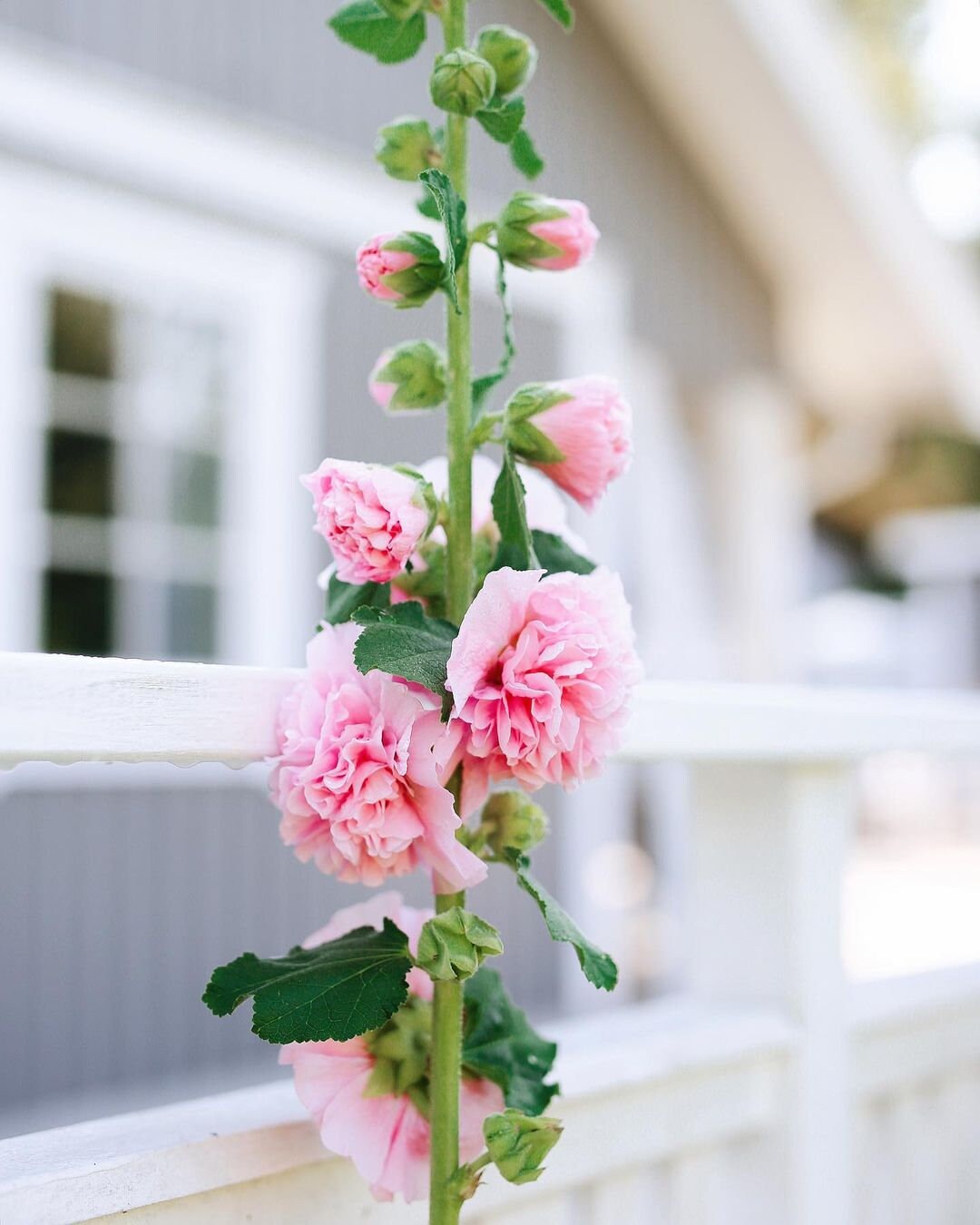Hollyhock Double Pink Alcea rosea Perennial Flower Seeds | Etsy