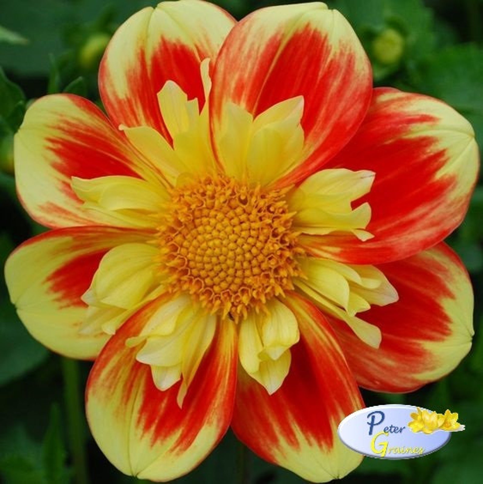 Dahlia Dandy Mix Seeds Dahlia Variabilis Annual Flower - Etsy Canada