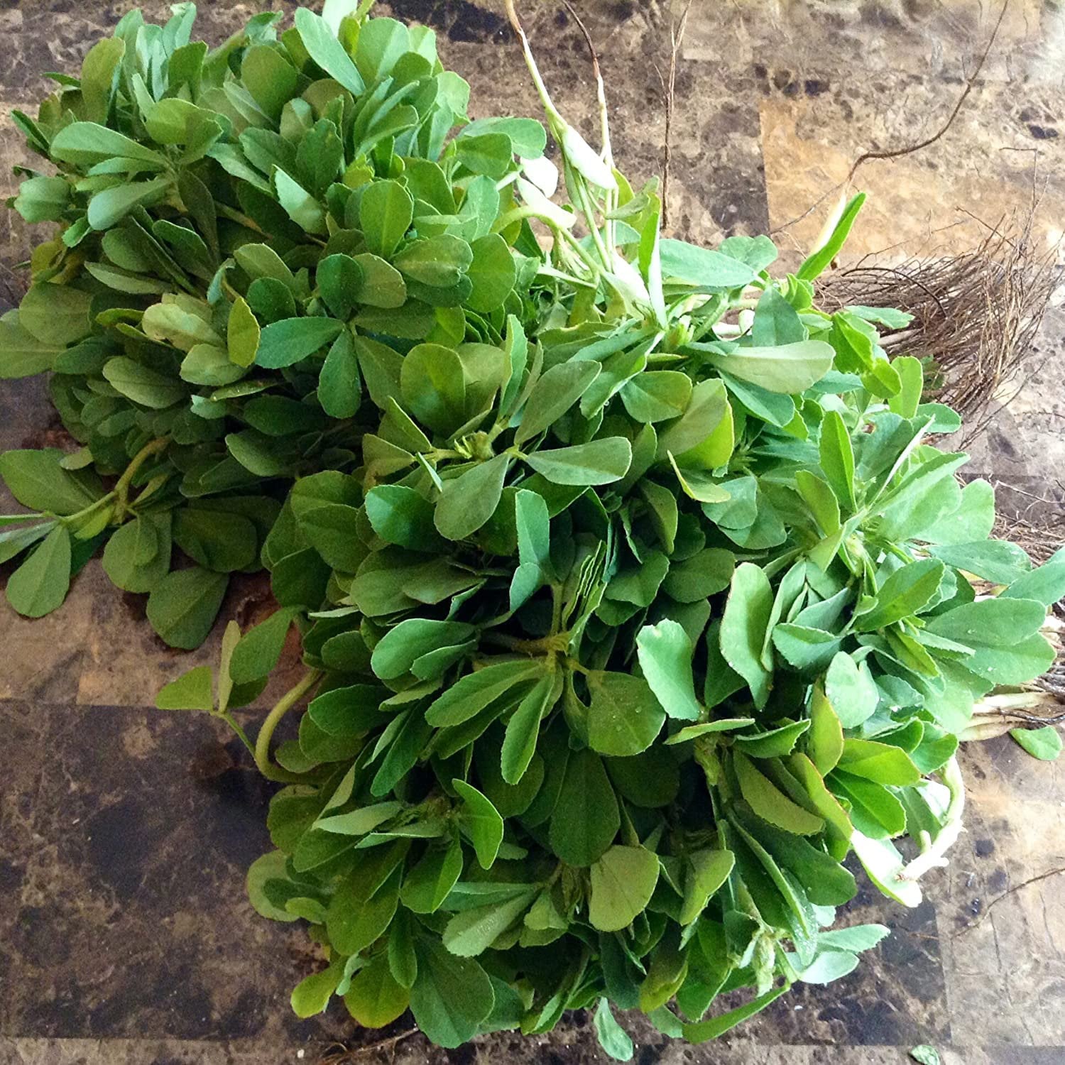 Fenugreek Seeds Herb Seeds Blue Fenugreek Seeds Methi | Etsy