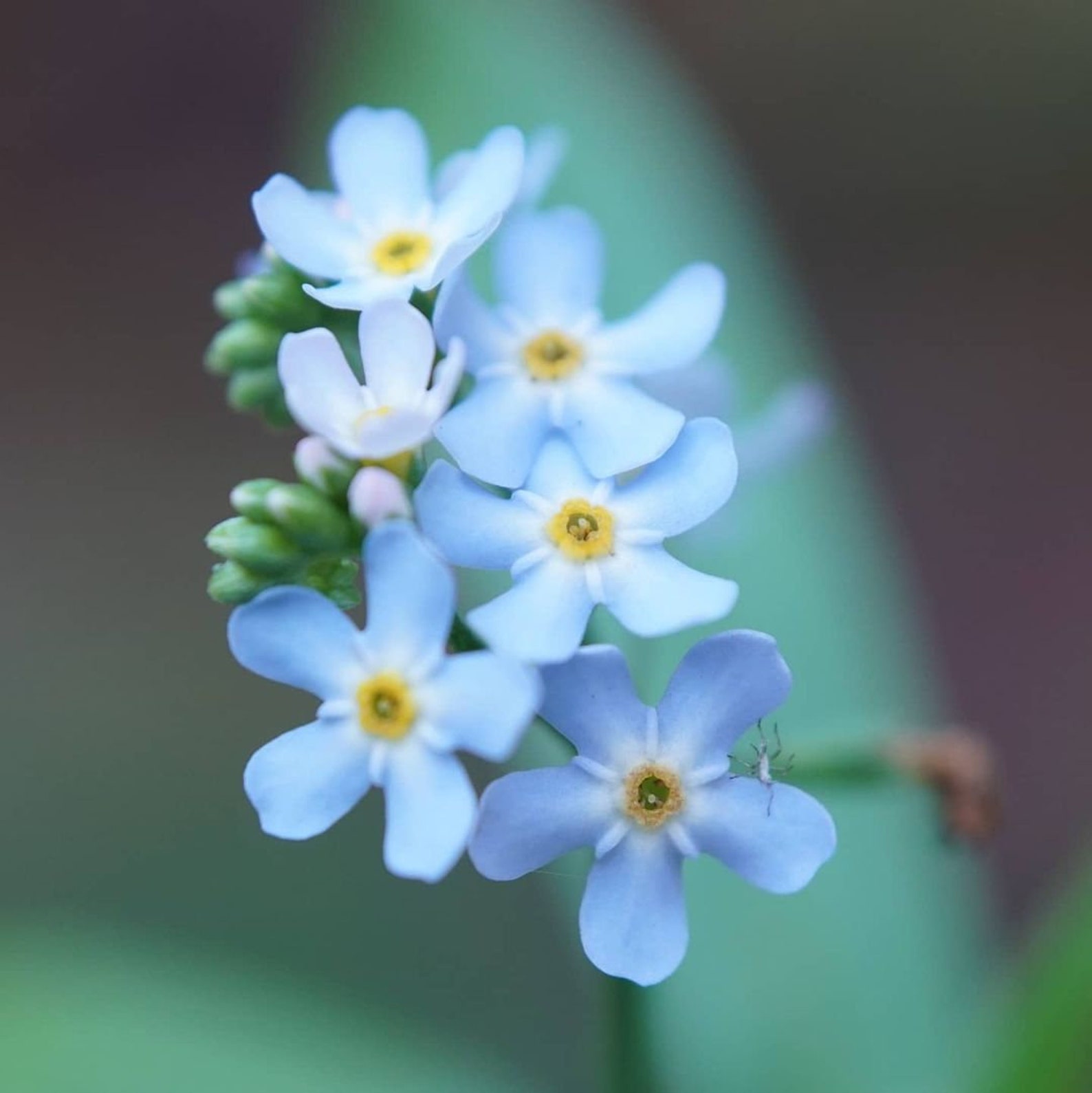 Alpine Forget Me Not Mixed Seeds Myosotis Alpestris - Etsy Denmark