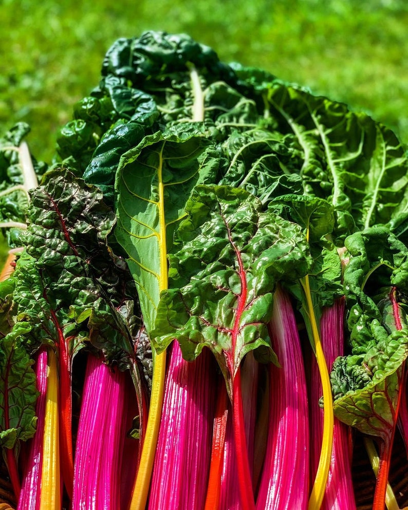 Rainbow Chard Seeds Mangold Seeds Silver Beet Heirloom - Etsy