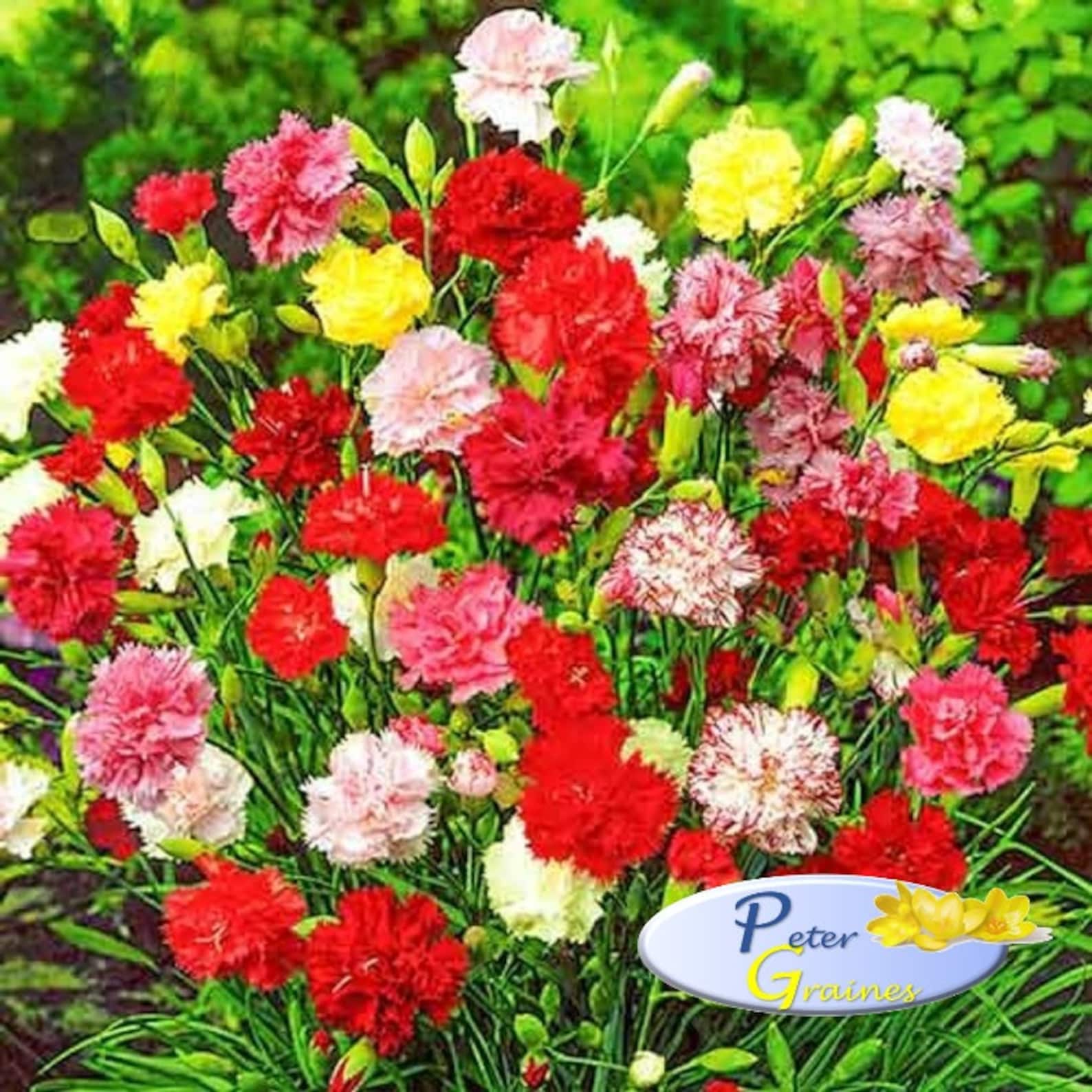 Carnation Chabaud mix Clove Pink Grenadin Double Mix Seeds | Etsy