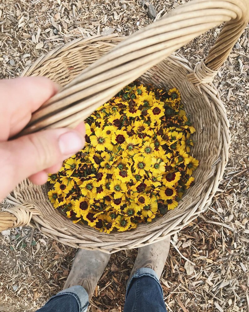 Coreopsis Seeds Dwarf Coreopsis Seeds Tickseed Calliopsis | Etsy