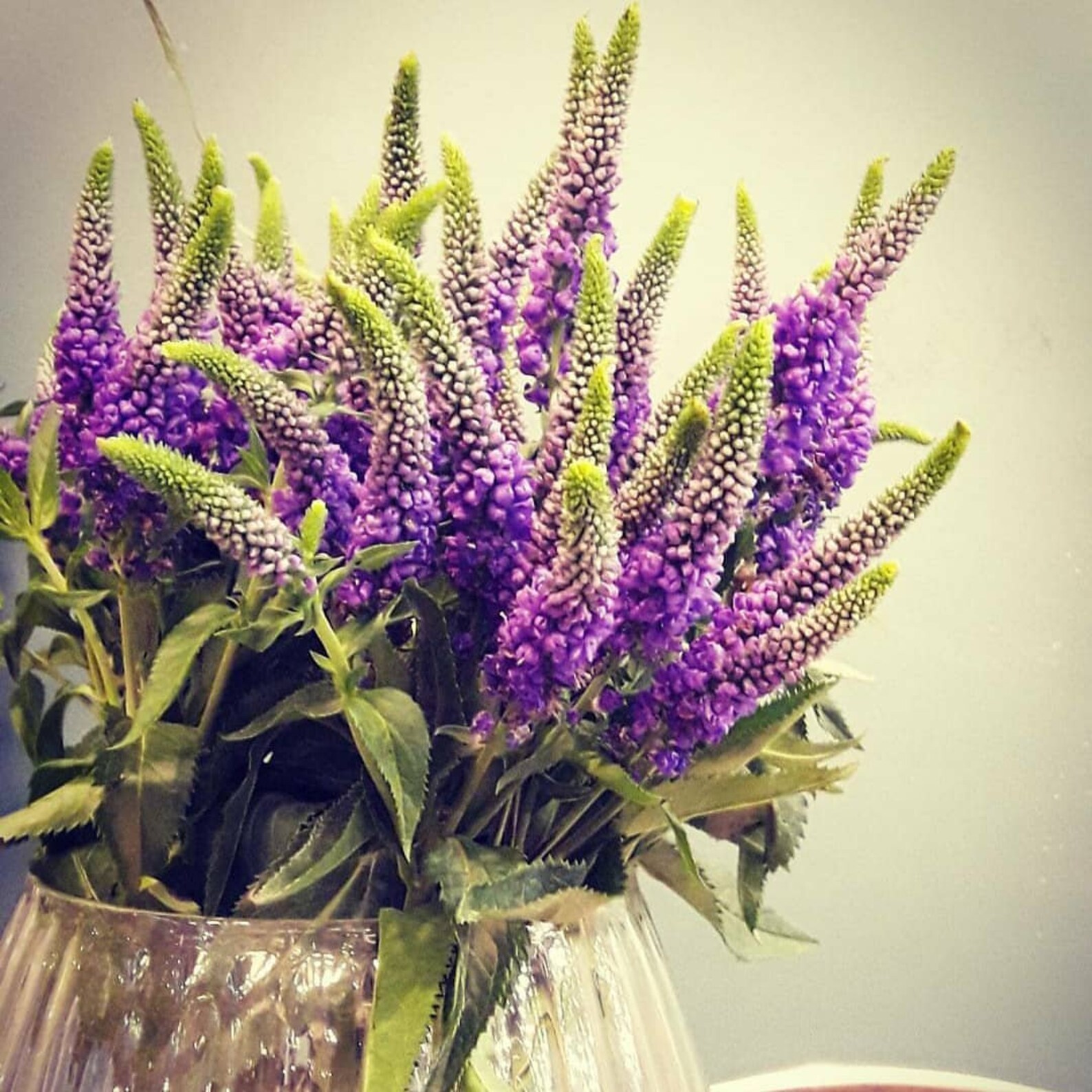 Veronica Spicata Mix Seeds Veronica Longifolia Seeds - Etsy Canada