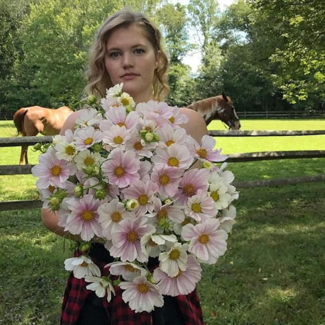 Cosmos Daydream Seeds Cosmos Versailles Flush Cosmos Sweet Dreams Seeds ...