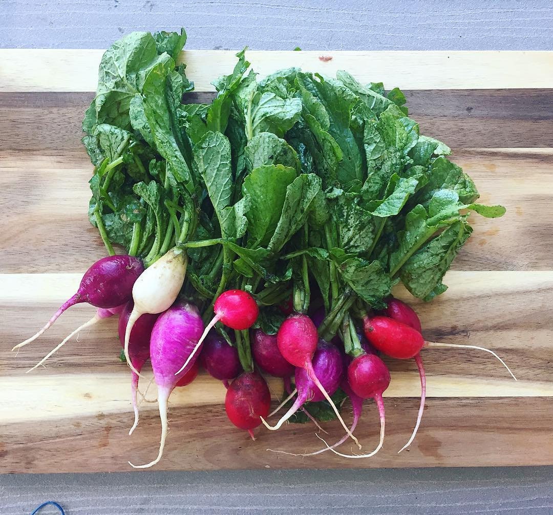 Rainbow Radish Seeds Radish Chupa Chups Seeds Heirloom | Etsy