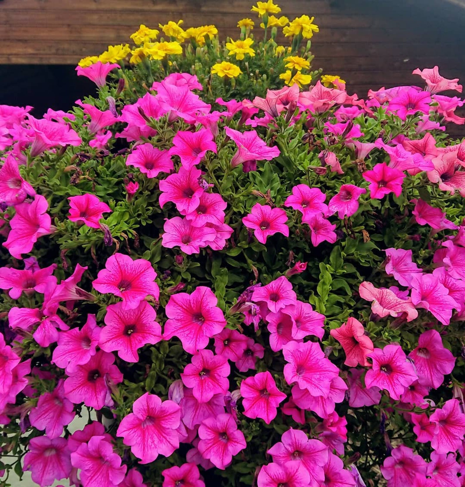 Cascading Petunia Pink F1 Seeds Petunia X Hybrida Annual - Etsy Australia