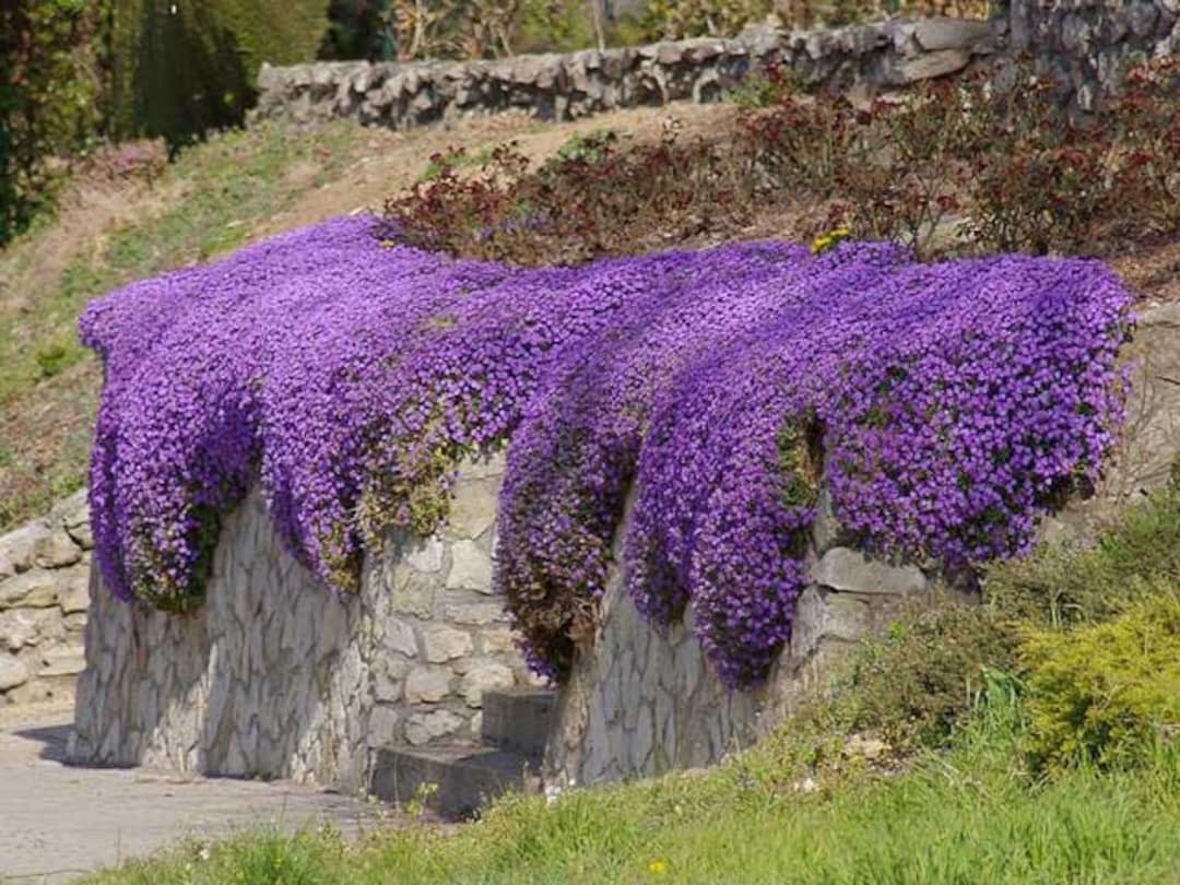 Aubrieta Seeds Whitewell Gem Aubrieta Rock Cress Perennial Flower - Etsy 日本