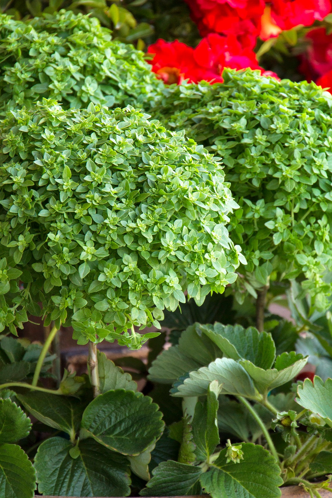 Boxwood Basil Seeds Ocimum Basilicum 150 Herb Seeds | Etsy