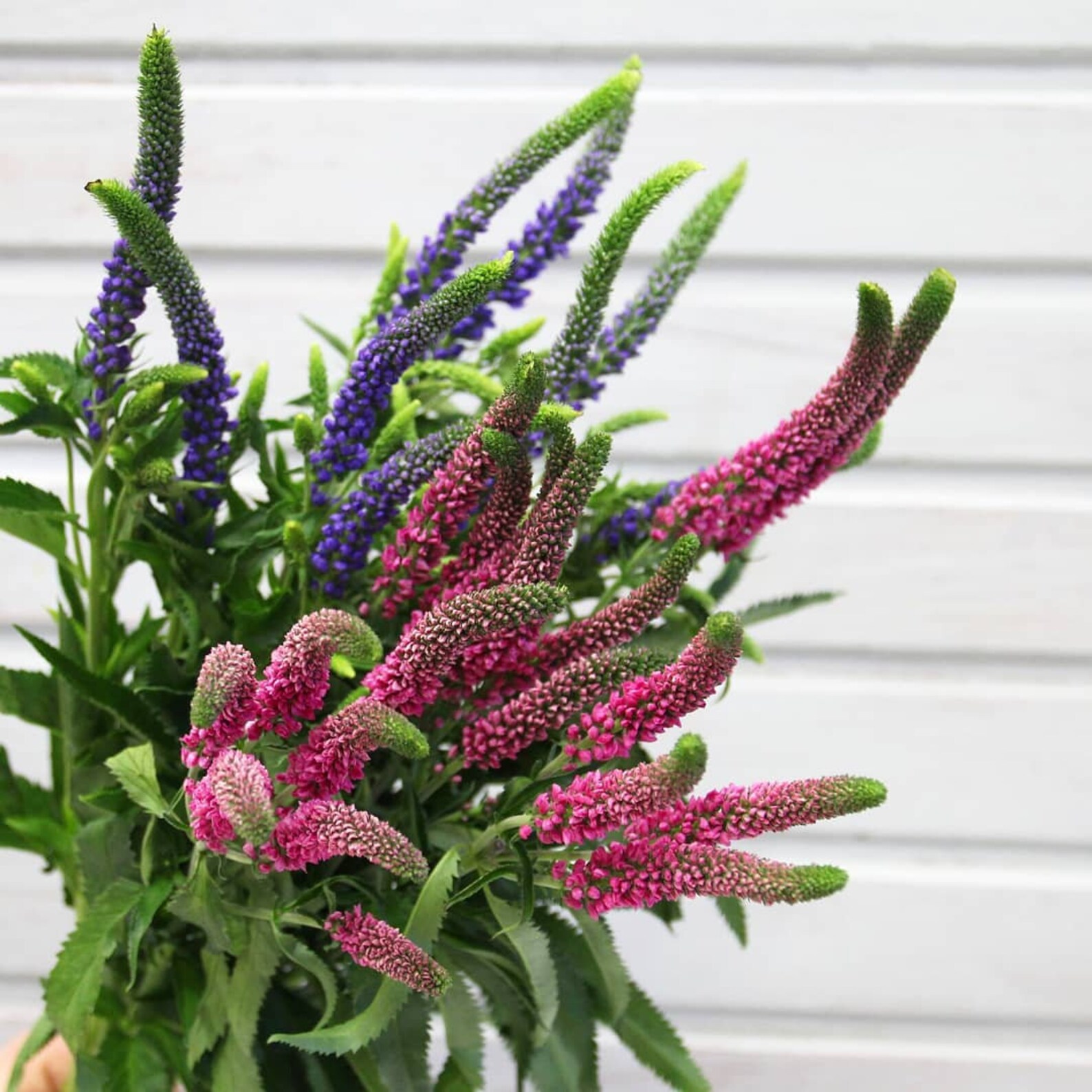 Veronica Spicata Mix Seeds Veronica Longifolia Seeds | Etsy