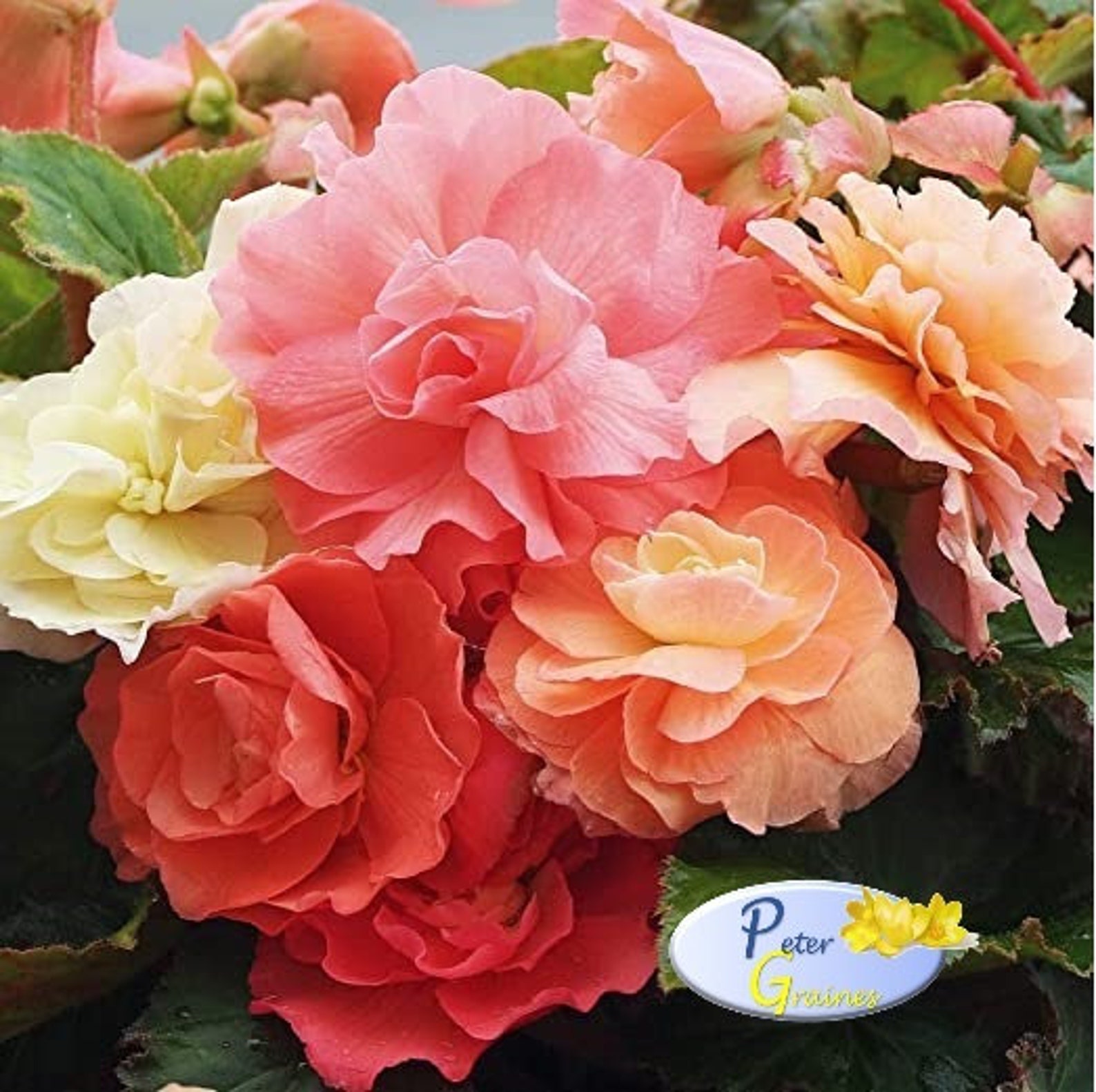 Begonia Grandis Seeds Hardy Begonia Seeds Begonia - Etsy Australia