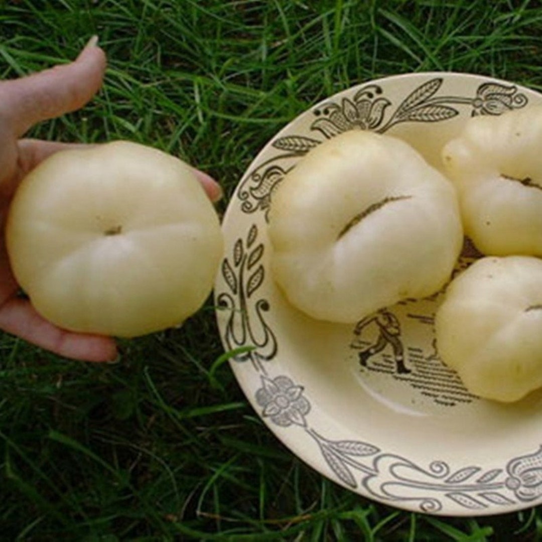 Graines de légumes rares Tomate Belyy Gigant White Giant Beefsteak ...