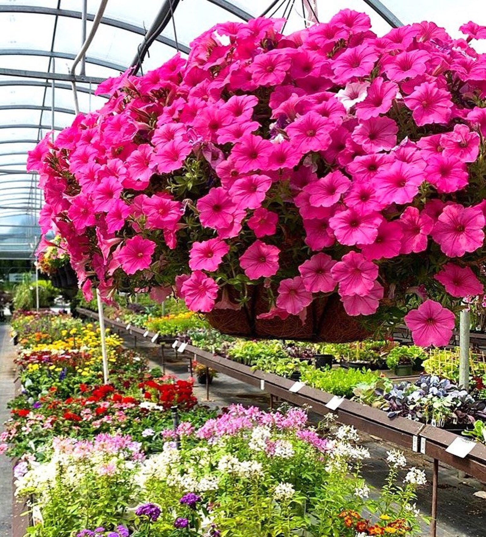 Cascading Petunia Pink F1 Seeds Petunia X Hybrida Annual - Etsy Australia