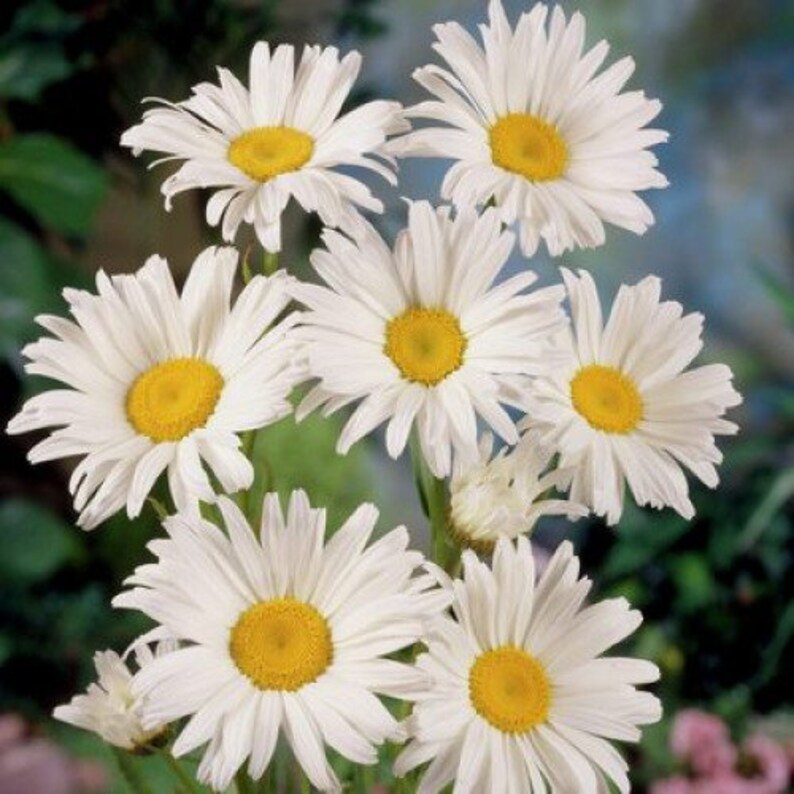 Alaska Daisy Seeds Leucanthemum Maximum alaska Shasta Daisy | Etsy