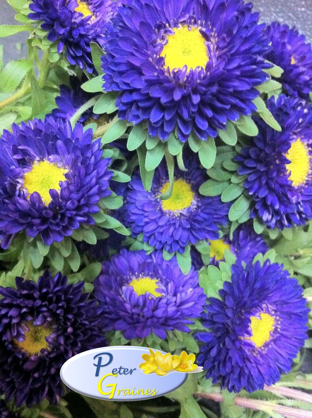 Pompon Aster Seeds Pompon Aster Sapphire Callistephus | Etsy