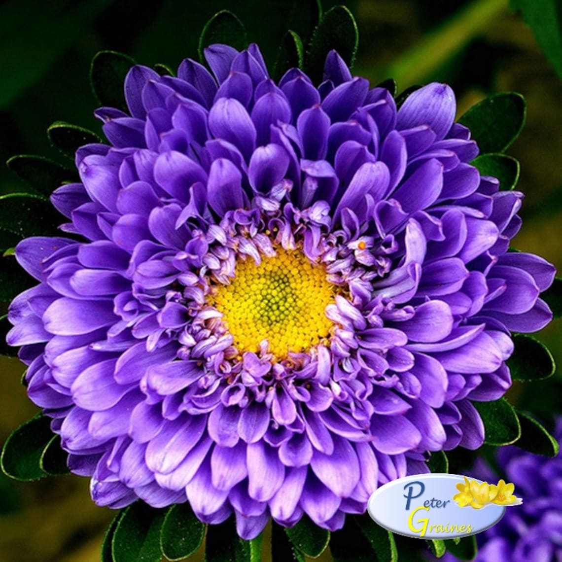 China Aster Valkyrie Pompon Purple China Aster | Etsy