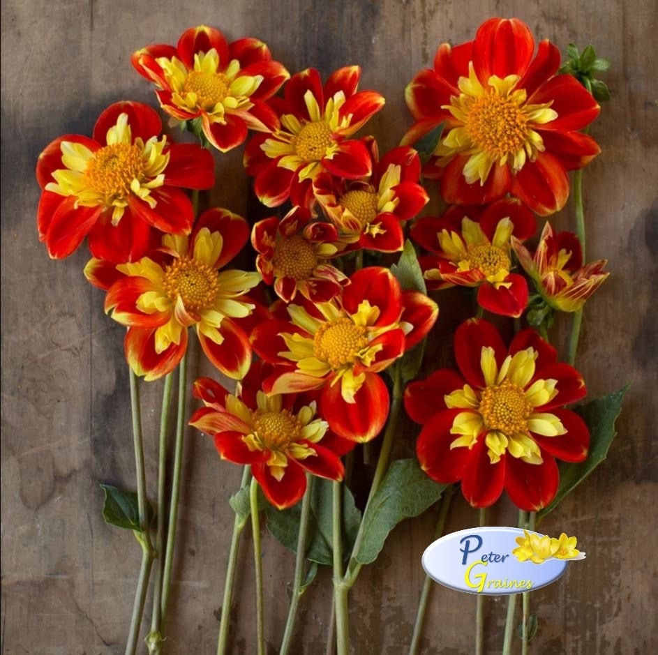 Dahlia Dandy Mix Seeds Dahlia Variabilis Annual Flower - Etsy Canada